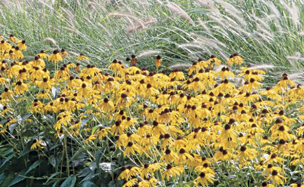 Mass Plantings - Fine Gardening