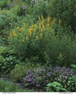 Learn to Grow Bold, Beautiful Baptisia - Fine Gardening