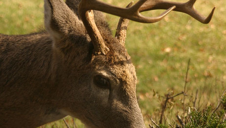 Understand Deer Browsing Behavior to Better Protect the Garden ...
