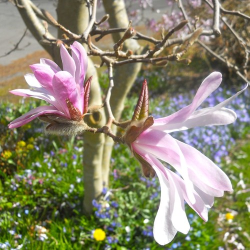 Spring in Verna's garden in British Columbia - Fine Gardening