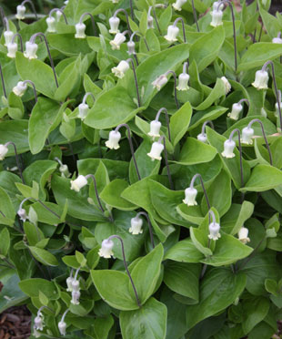 This native bush clematis has all the charm of its climbing cousins ...