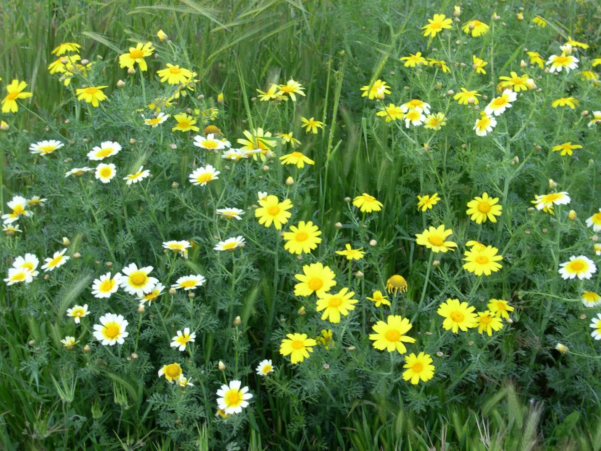 Beautiful Grecian wildflowers - Fine Gardening