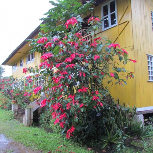 Flowers at the equator - Fine Gardening