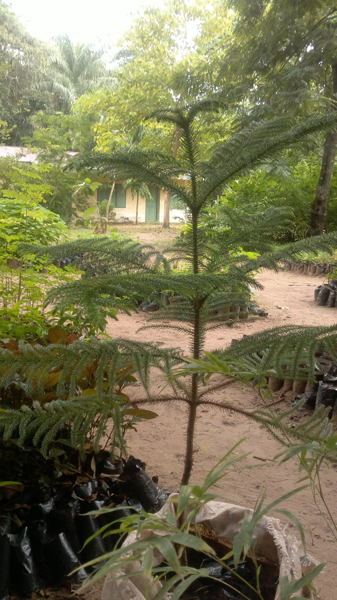 Annita's garden and nurserywork in NIGERIA! - Fine Gardening