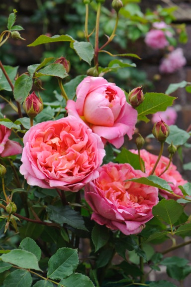 New Roses For 2014. David Austin Roses - Fine Gardening