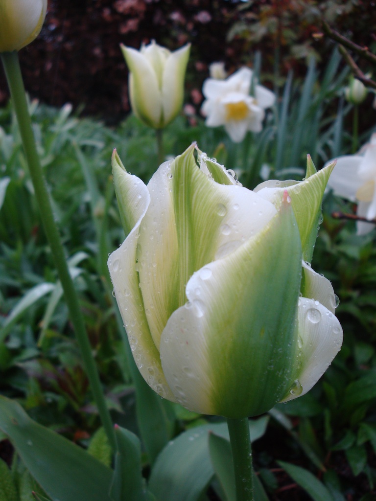 A time to Bulb - Fine Gardening