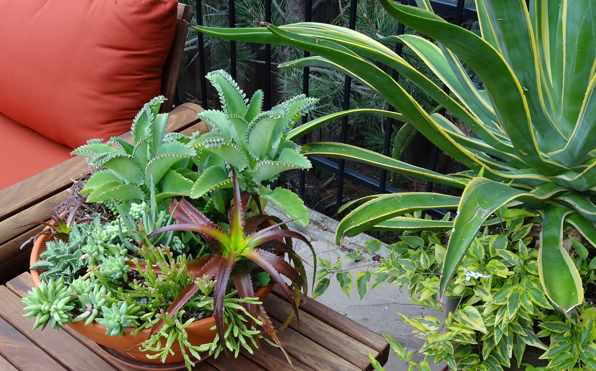 Sheila's containers in Colorado - Fine Gardening