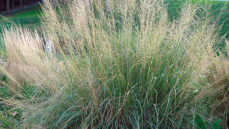 Ruby grass is pretty in pink - FineGardening