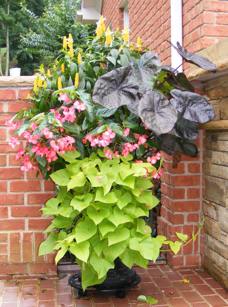 A Variety of Interesting Plants Give These Pots an Extra Punch - Fine ...