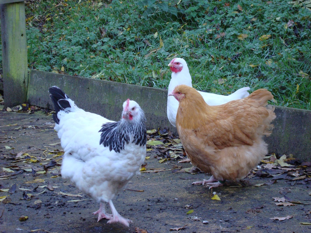Happiness and Keeping Hens - Fine Gardening