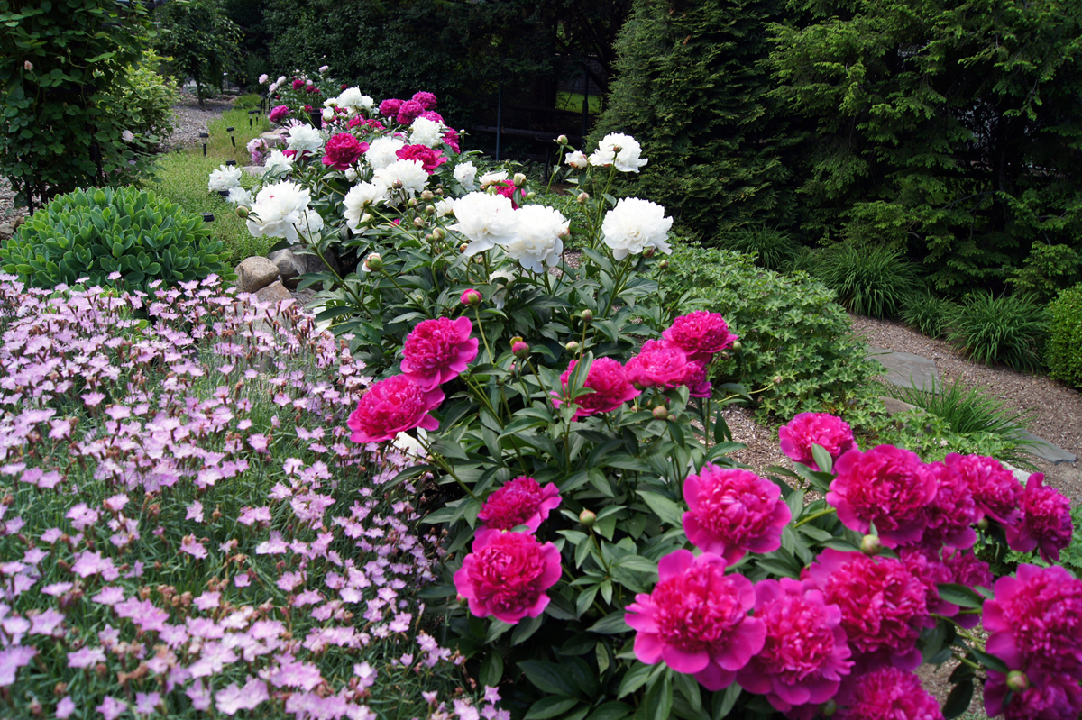 Peonies in Clare's garden in New Jersey - FineGardening