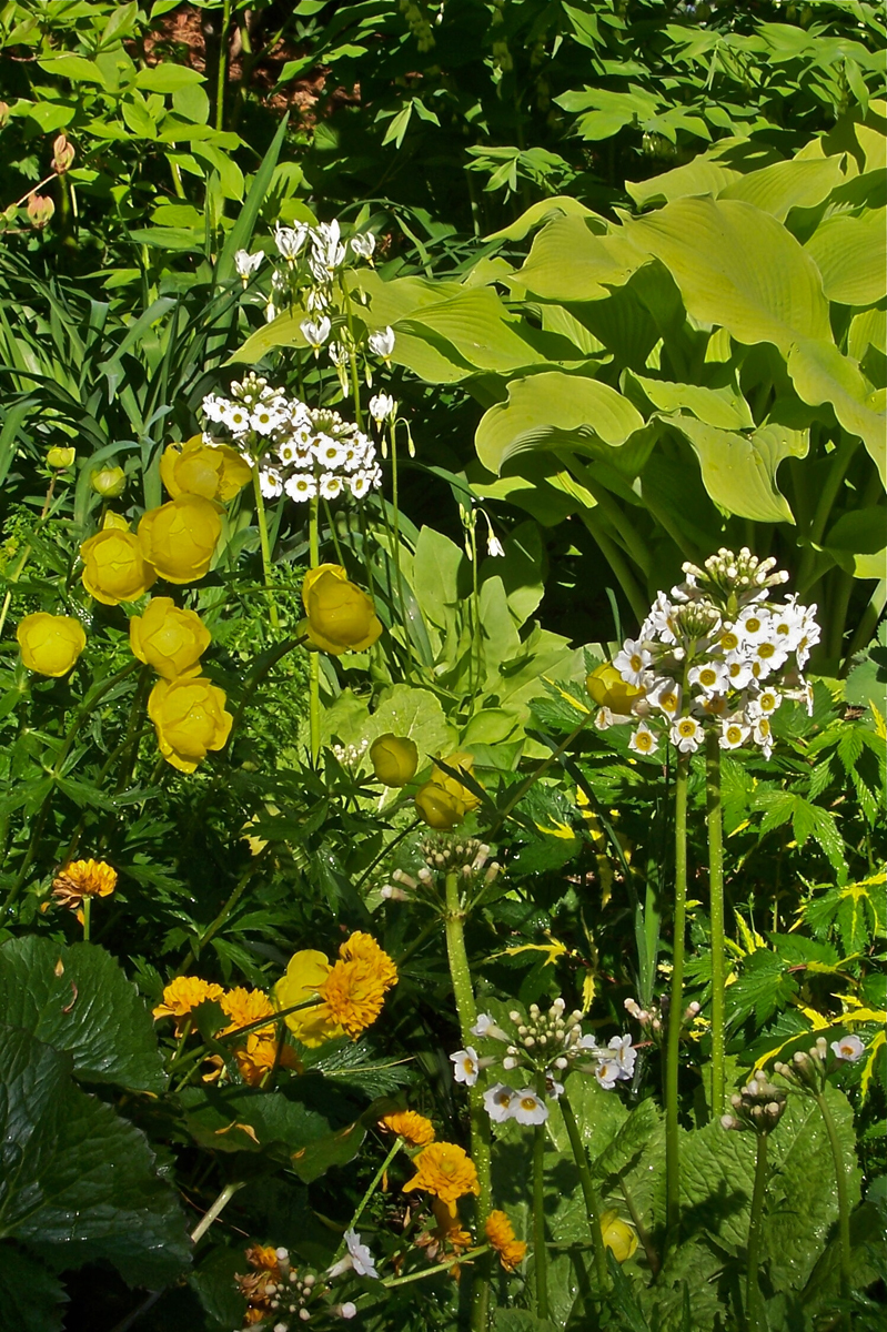 Jane's garden in Maine, revisited - Fine Gardening