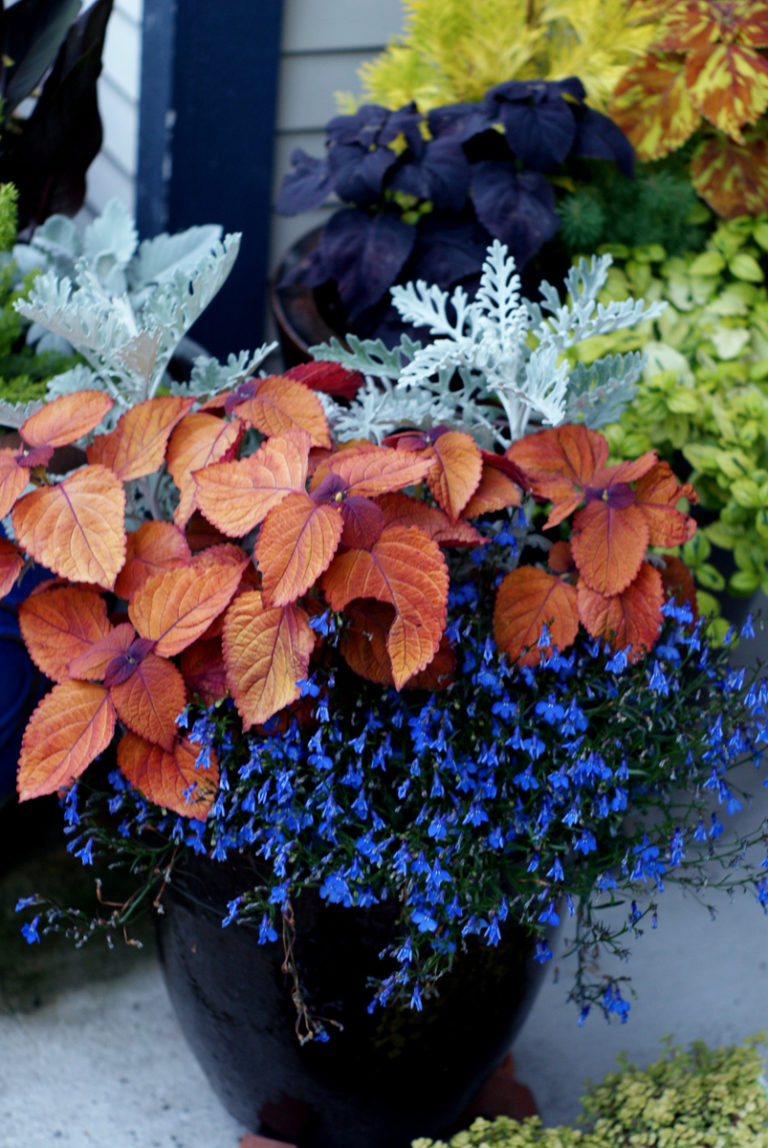 Cherry’s Colorful Containers - Fine Gardening