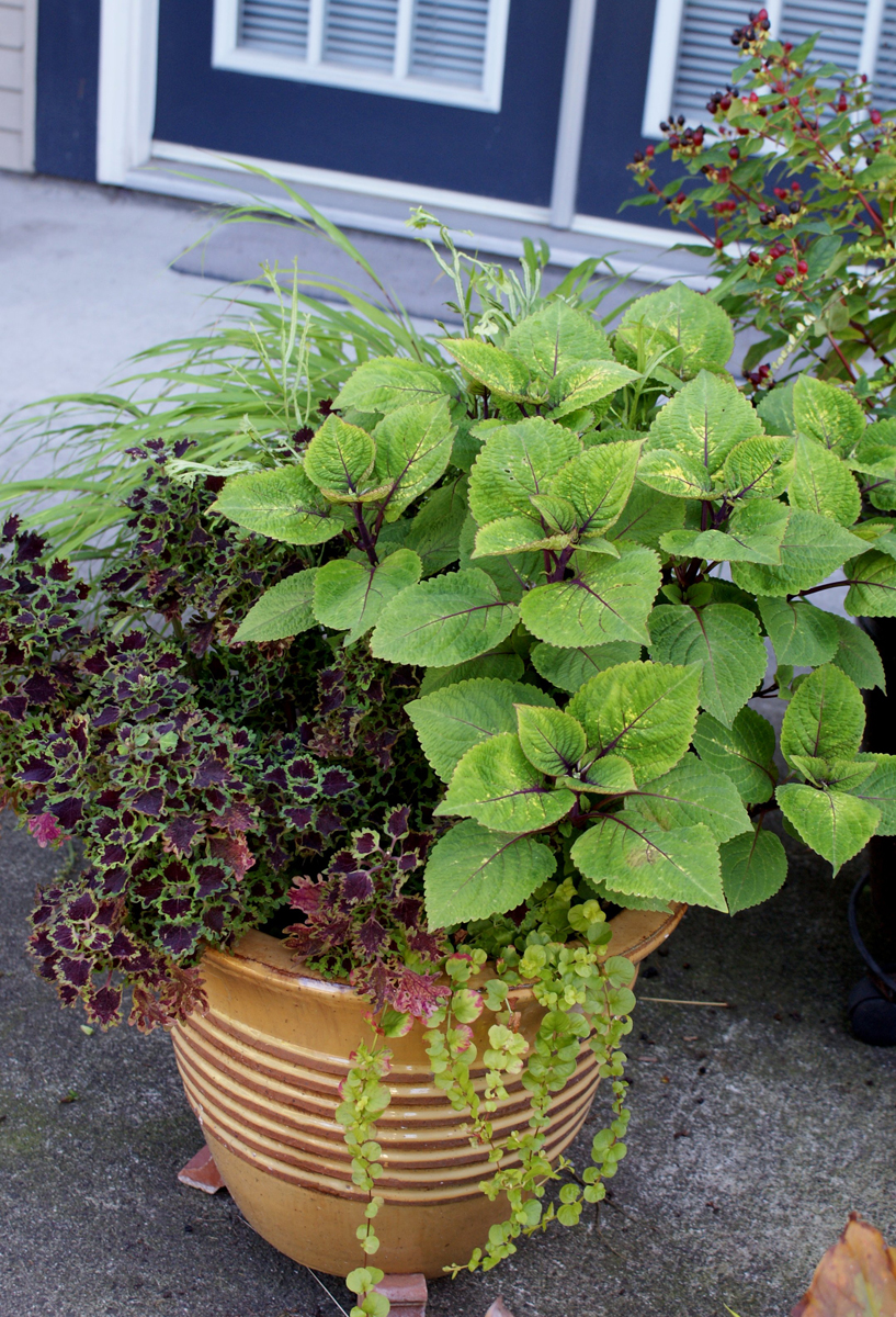 Cherry’s Colorful Containers - Fine Gardening