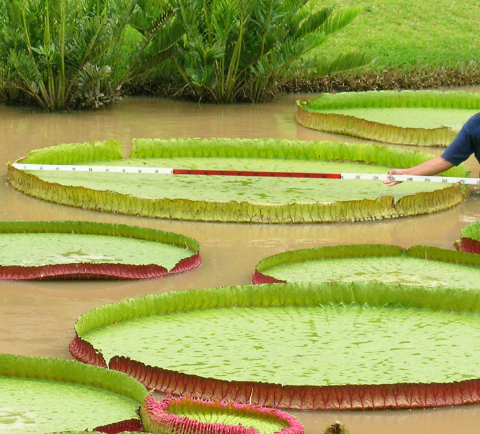 Victoria: Plant or Phenomenon? - Fine Gardening