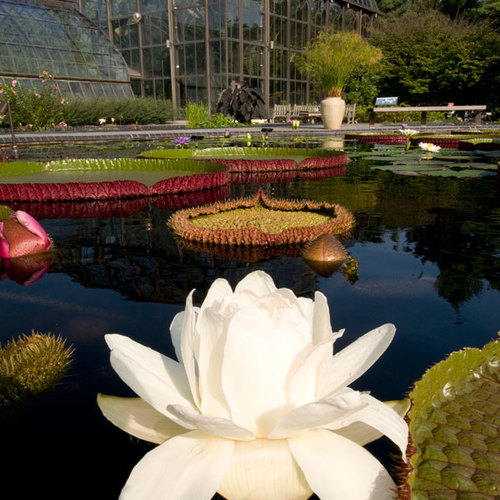 Victoria: Plant or Phenomenon? - Fine Gardening