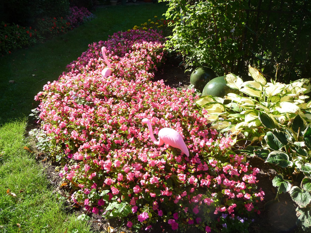 READER PHOTOS! Kristina & Bob's garden in Illinois - FineGardening