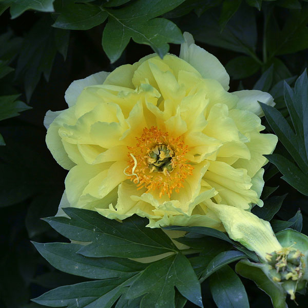 How to Divide Intersectional and Tree Peonies - Fine Gardening