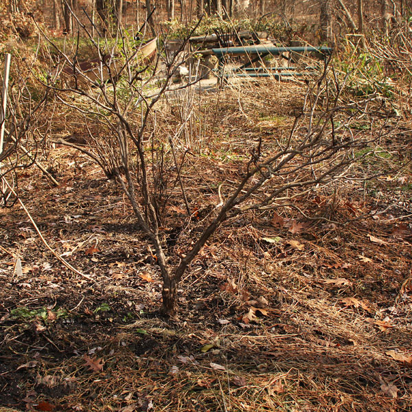 How to Divide Intersectional and Tree Peonies - Fine Gardening