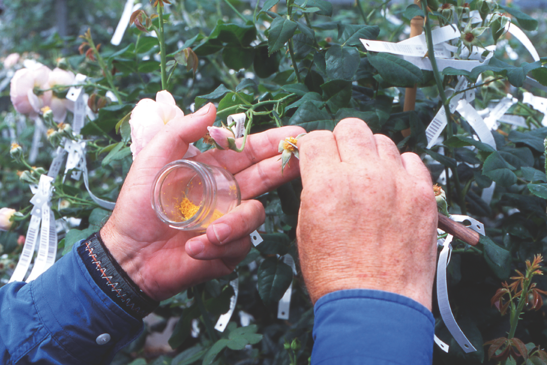 What Goes Into Breeding New Roses - Fine Gardening