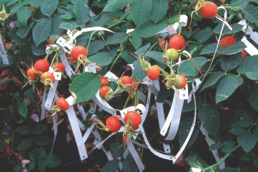 What Goes Into Breeding New Roses - Fine Gardening