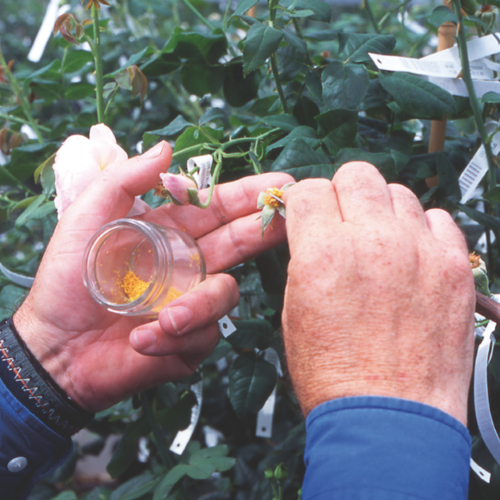 What Goes Into Breeding New Roses - Fine Gardening