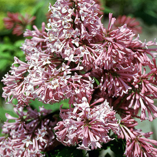 Lilacs to Know and Grow - Fine Gardening