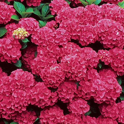18 Hydrangeas to Know and Grow - Fine Gardening