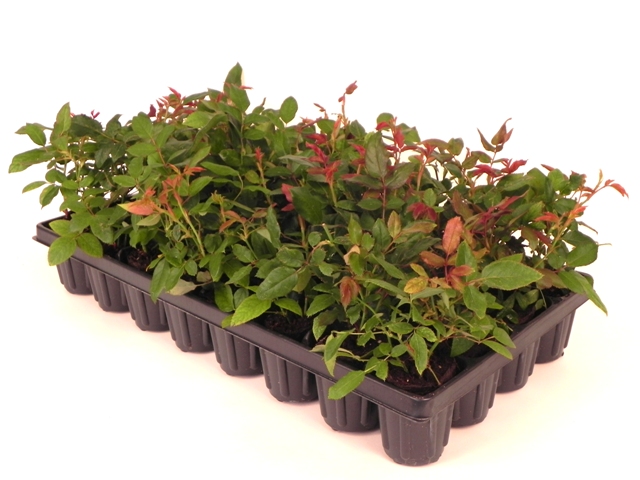 The middle ground between own-root container grown roses and field ...