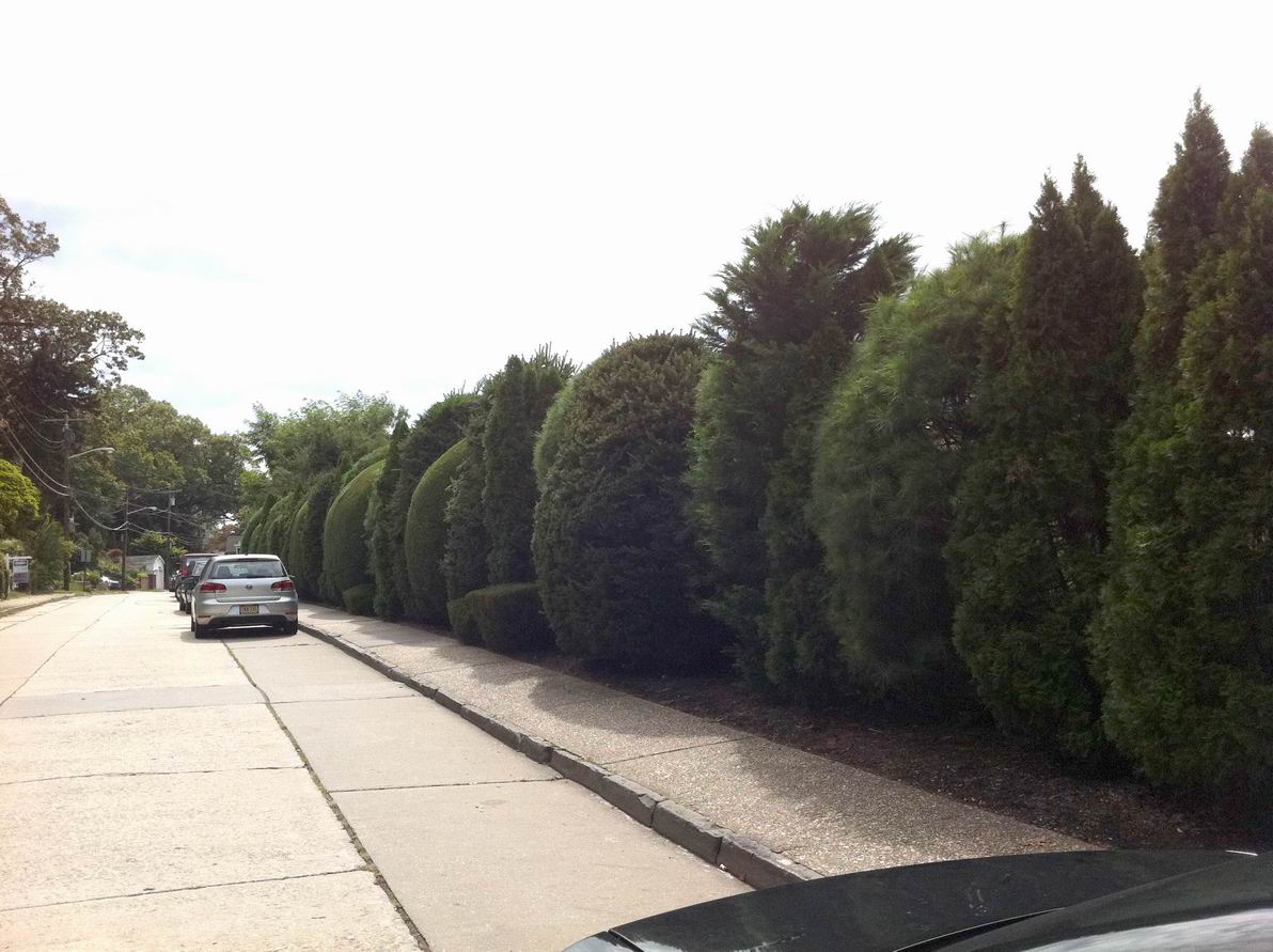 A mesmerizing hedge on Long Island - Fine Gardening