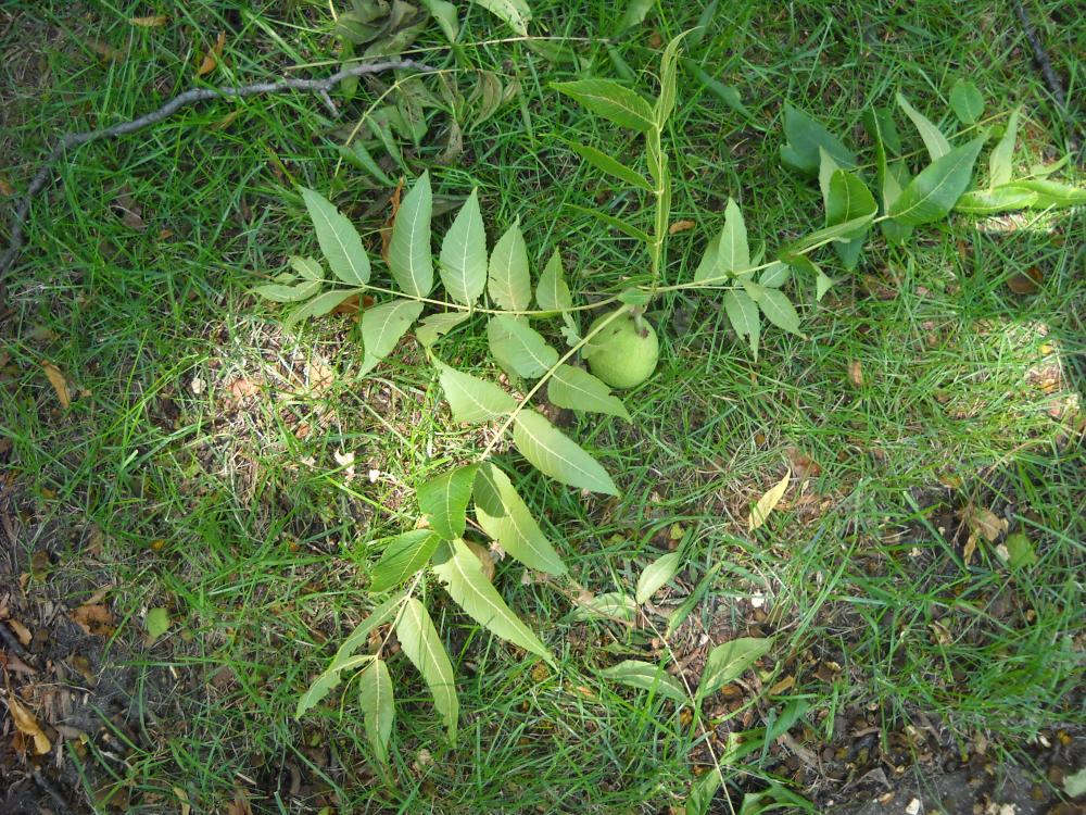 A Gardener's Guide to Swearing - Fine Gardening