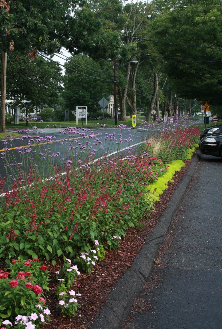 A followup on the heavenly hell strip - Fine Gardening