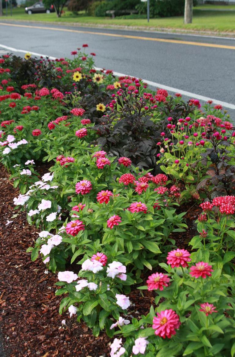 A followup on the heavenly hell strip - Fine Gardening