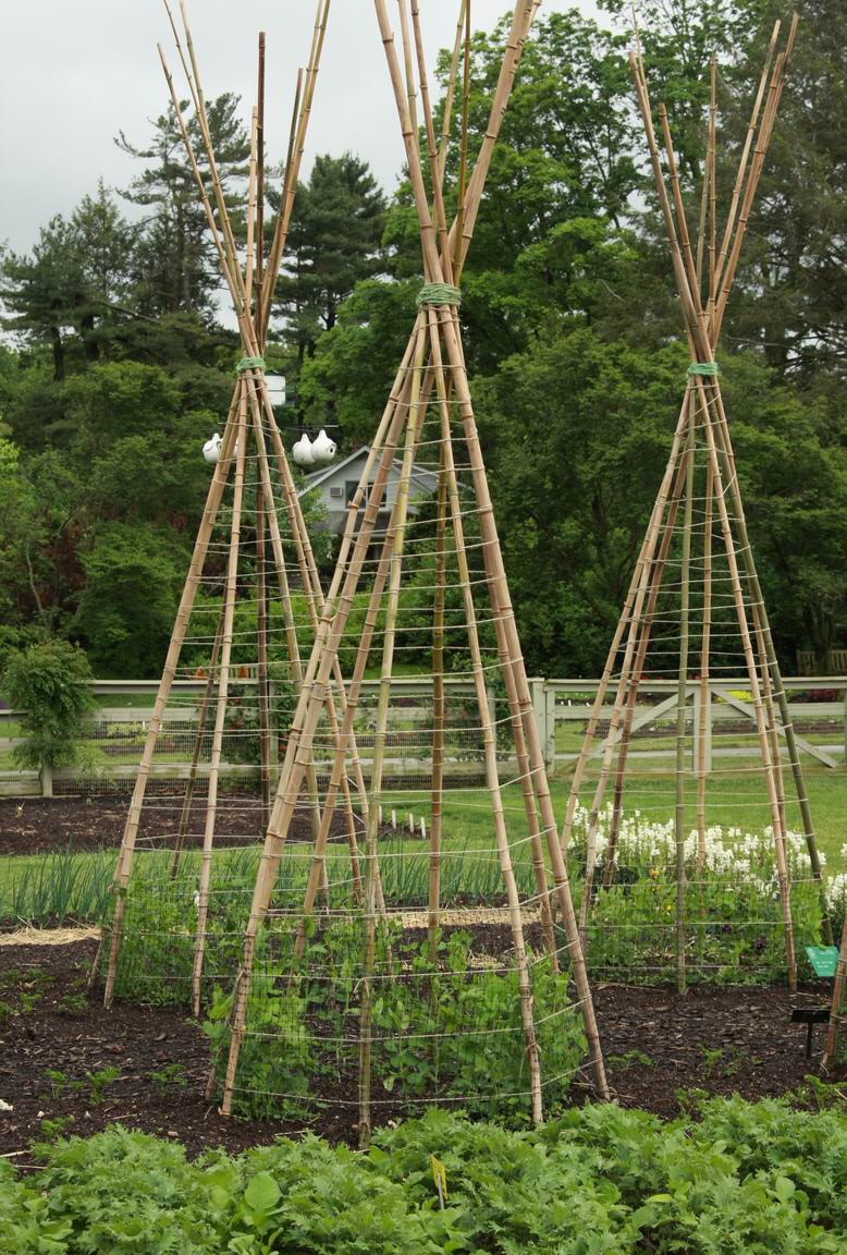 Veggie trellising ideas from Longwood Gardens - Fine Gardening