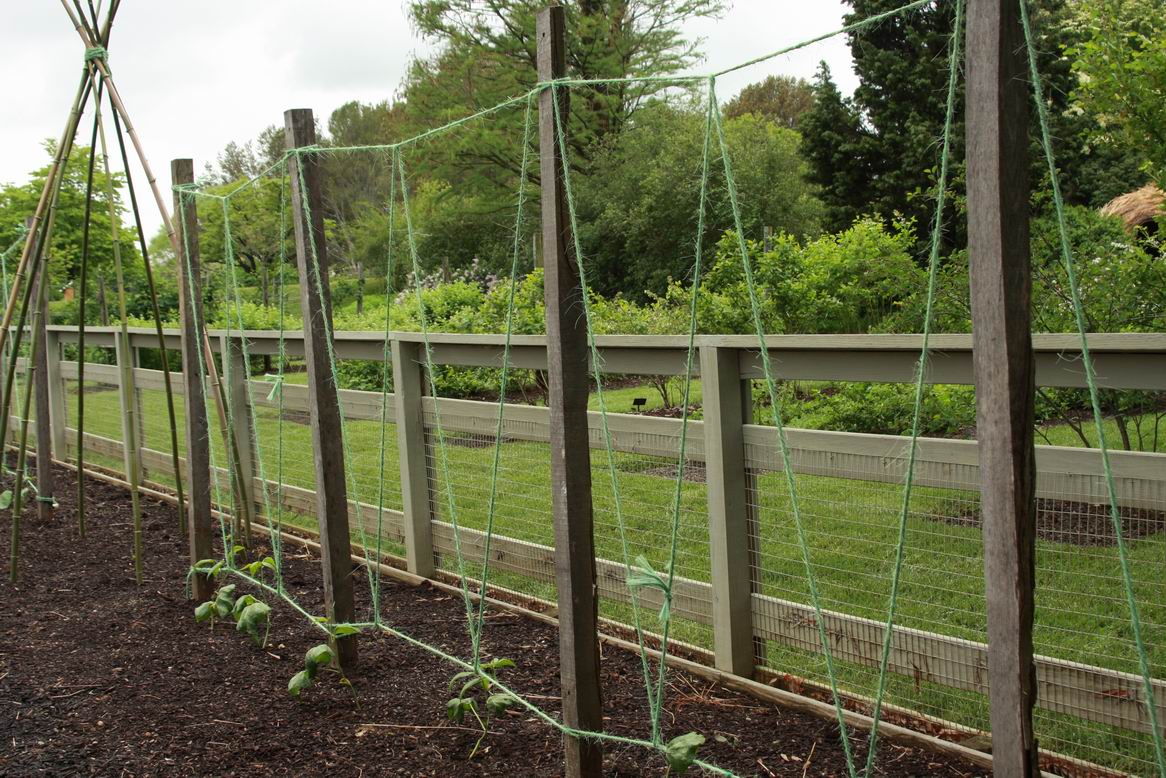Veggie trellising ideas from Longwood Gardens - Fine Gardening