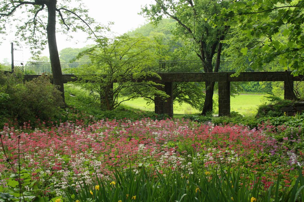 Winterthur primroses - Fine Gardening