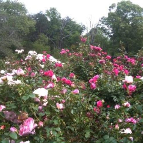 Getting Your Roses To Bloom All At Once For A Special Event - Fine ...