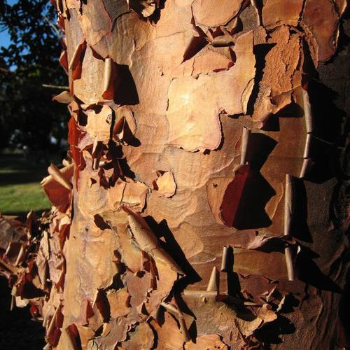 READER PHOTO! Beautiful bark - Fine Gardening