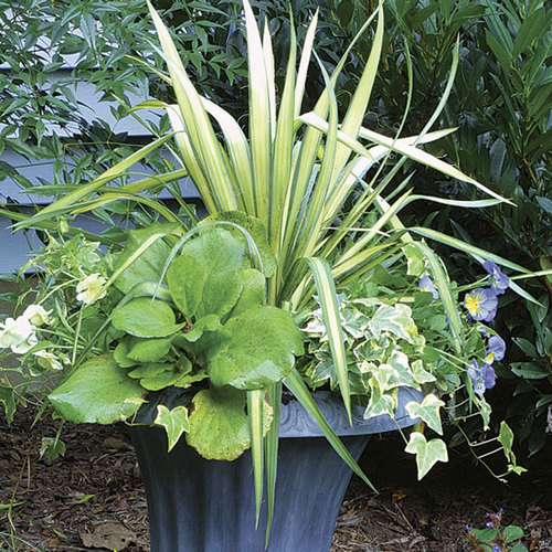 Find the Perfect Plant - Fine Gardening
