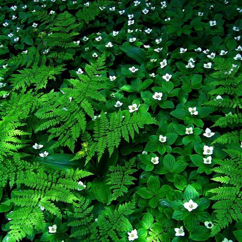 Native Minnesota Ground Cover