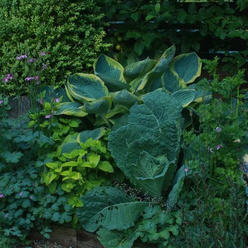 Who needs hostas?? - Fine Gardening