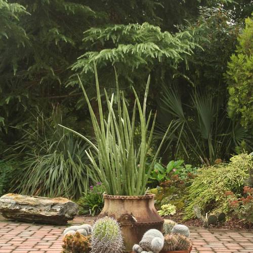 Create a focal point with pots - Fine Gardening
