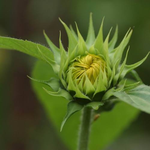 A botanical Jack-in-the-box - Fine Gardening