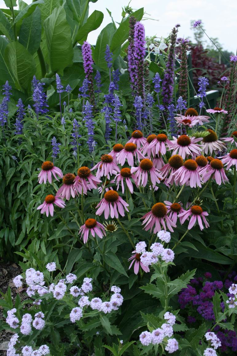Common plants, uncommon effect - FineGardening