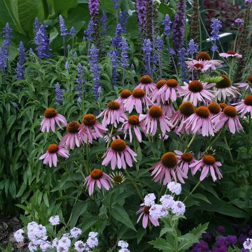 Common plants, uncommon effect - Fine Gardening