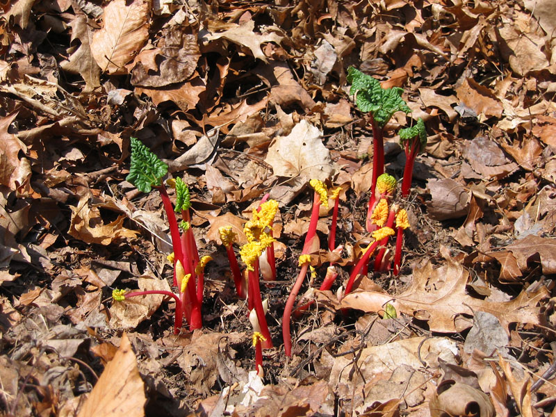 Rhubarb shows its colors - FineGardening