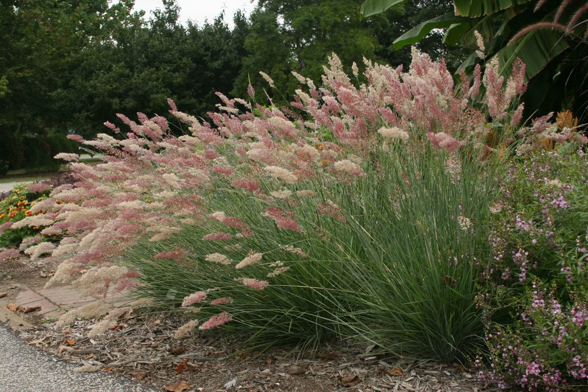 Ruby grass is pretty in pink - FineGardening