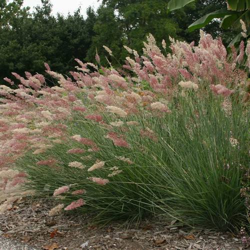 Ruby grass is pretty in pink - Fine Gardening