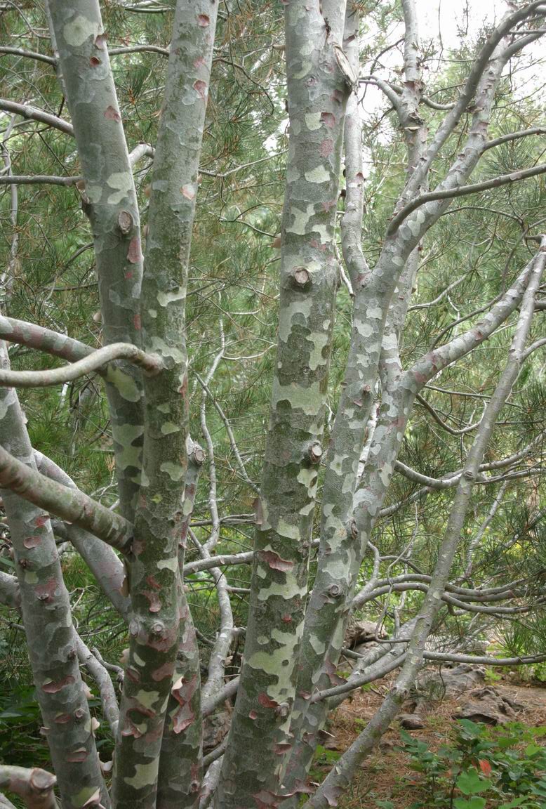 Beautiful bark - FineGardening