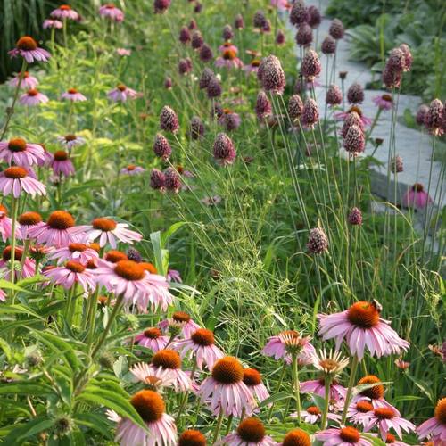 A pink pairing for a meadow - Fine Gardening